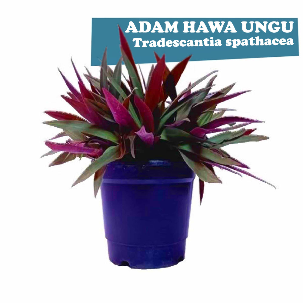 Jual tanaman adam hawa ungu kondisi segar langsung dari petani