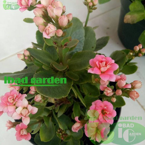 jual bunga Cocor bebek pink siap berbunga langsung dari petani