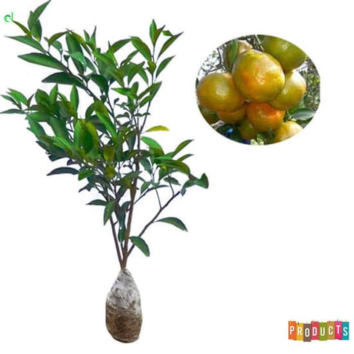 Jual bibit jeruk Konde madu tinggi 70 cm langsung dari petani