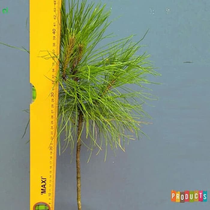 Jual Pohon Pinus Merkusii rimbun & sehat langsung dari petani