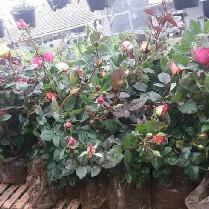 Jual bunga mawar rimbun, siap berbunga langsung dari petani