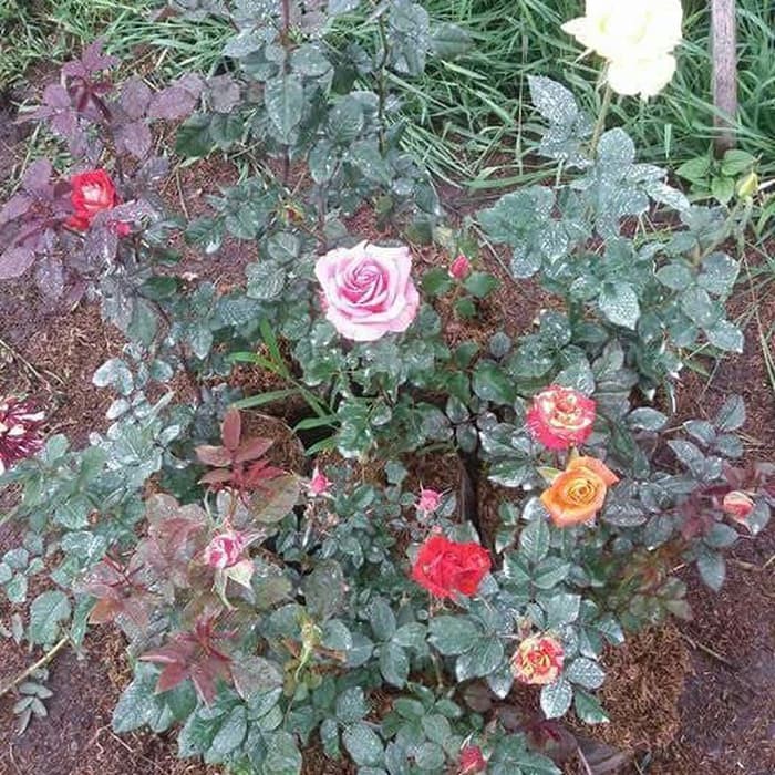 Jual bunga mawar rimbun, siap berbunga langsung dari petani