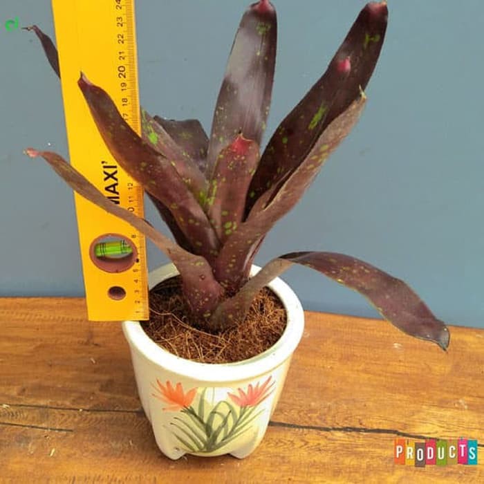 Jual Bromelia mawar merah black forest langsung dari petani
