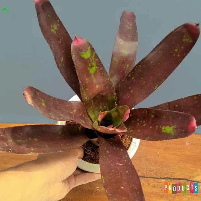 Jual Bromelia mawar merah black forest langsung dari petani