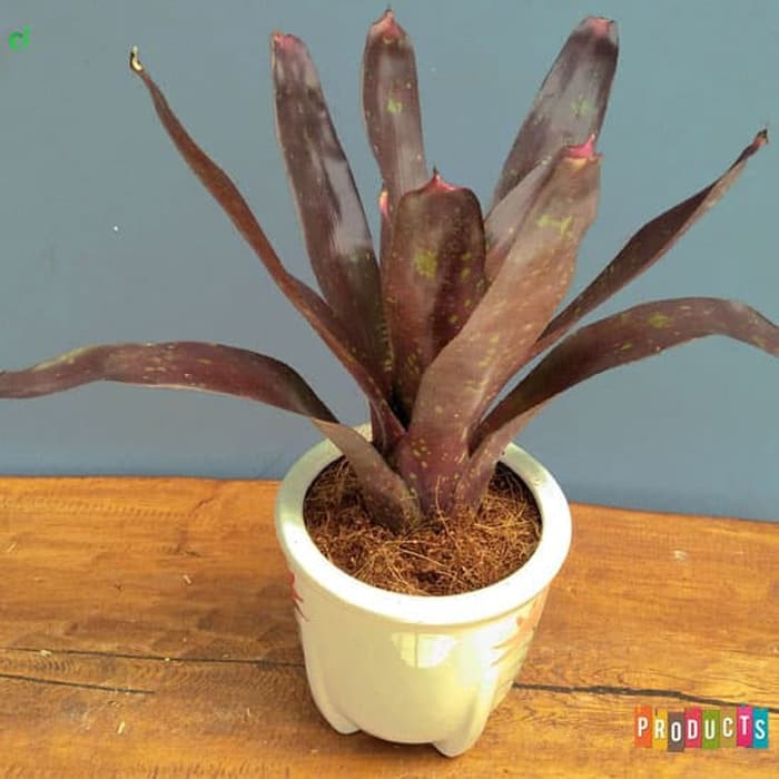 Jual Bromelia mawar merah black forest langsung dari petani