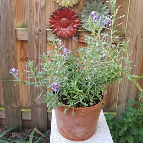 Jual bunga Lavender asli - english lavender langsung dari petani