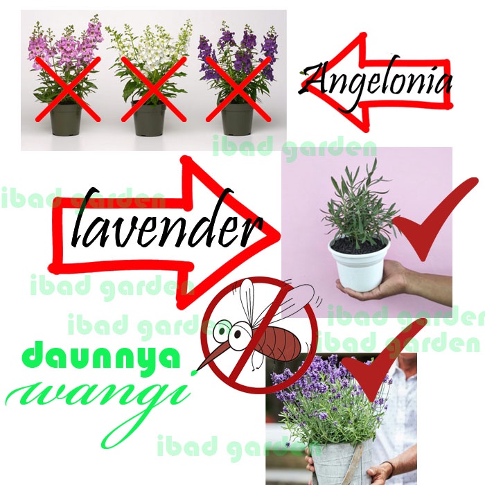 Jual bunga Lavender asli - english lavender langsung dari petani