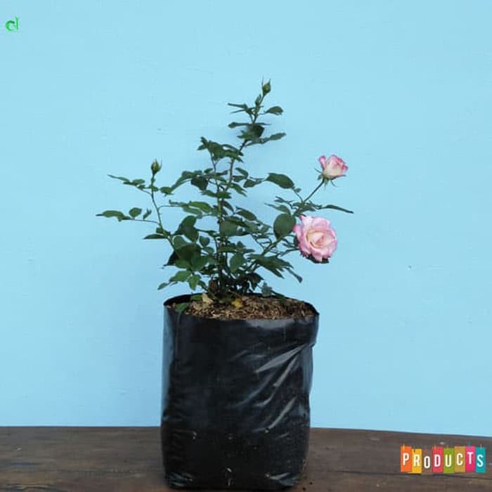 jual tanaman hias Mawar Baby bunga merah putih dari petani