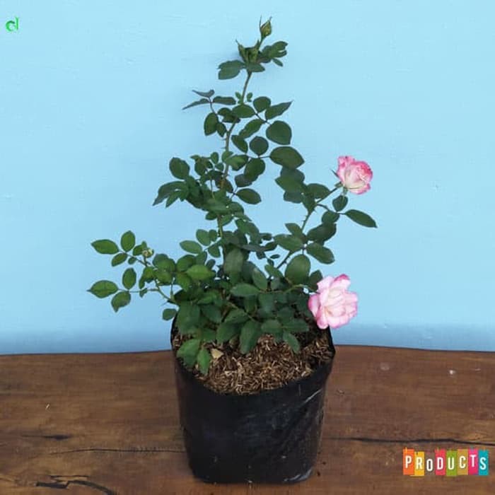 jual tanaman hias Mawar Baby bunga merah putih dari petani