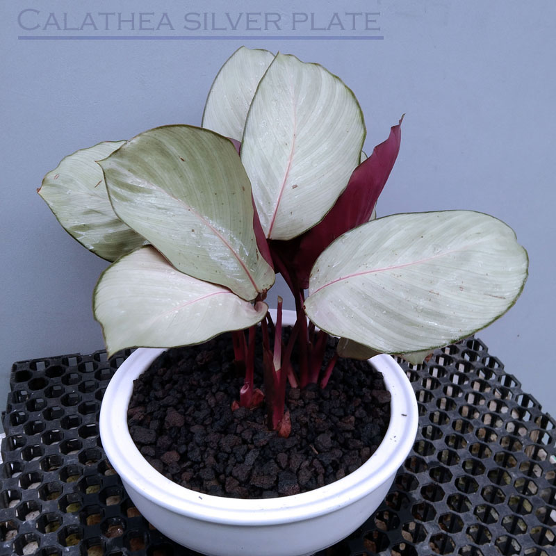 jual Tanaman hias calathea silver plate langsung dari petani