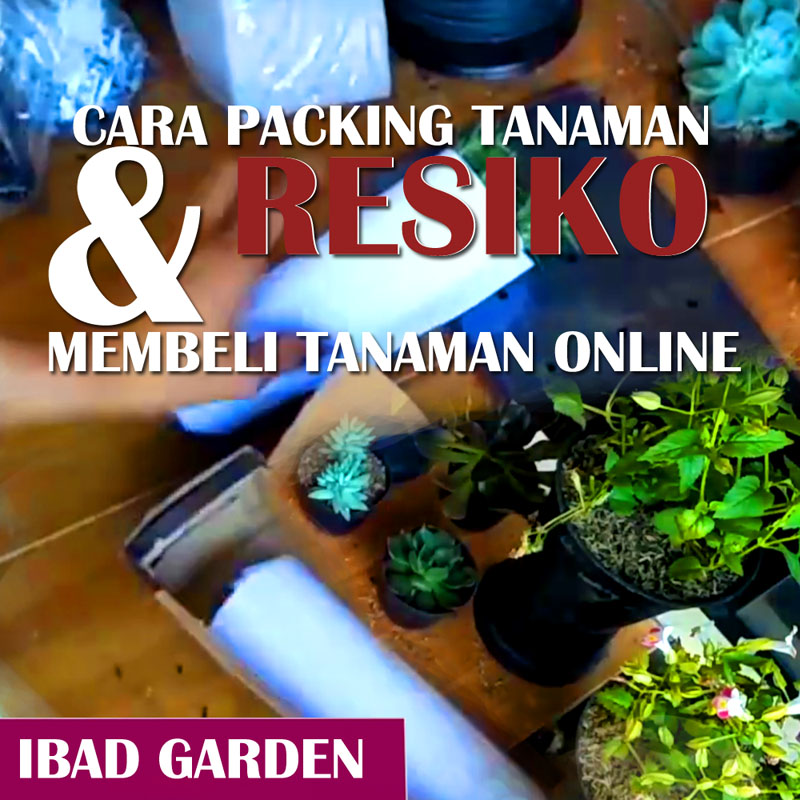 Cara packing tanaman dan resiko membeli tanaman online