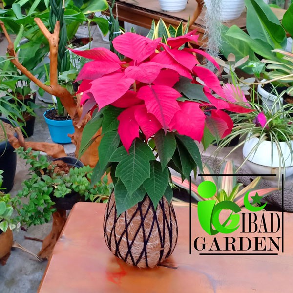 Kokedama bunga kastuba merah karya dari desa untuk indonesia