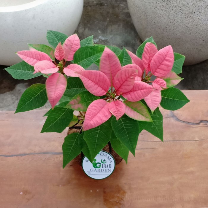 Kokedama bunga kastuba pink karya dari desa untuk indonesia