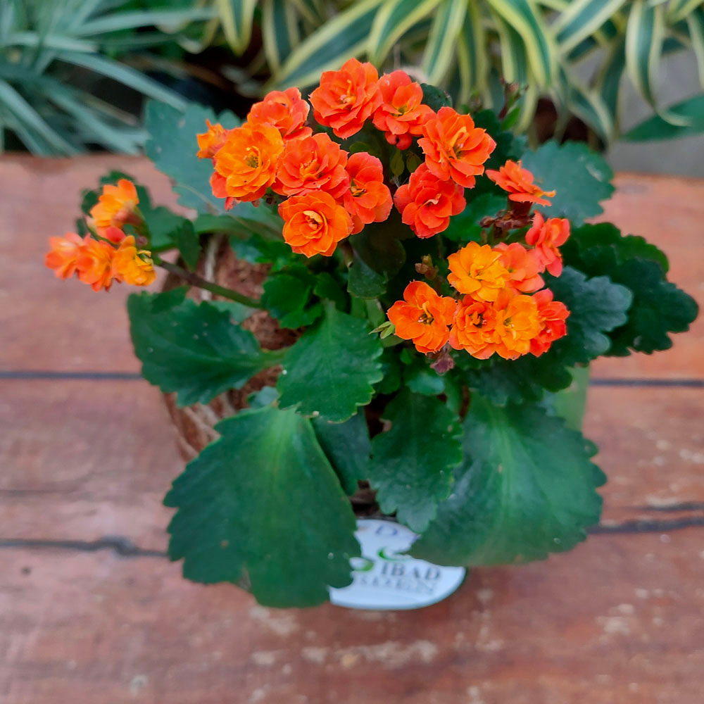 Kokedama bunga cocor bebek orange karya dari desa indonesia
