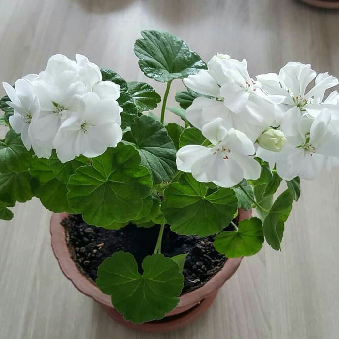 Paket 2 bunga Geranium siap tanam langsung dari petani