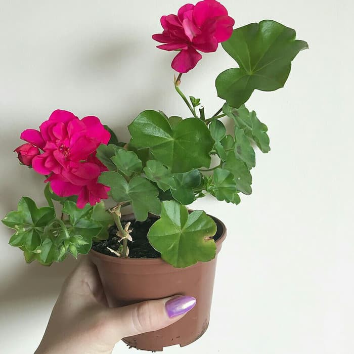 Paket 2 bunga Geranium siap tanam langsung dari petani
