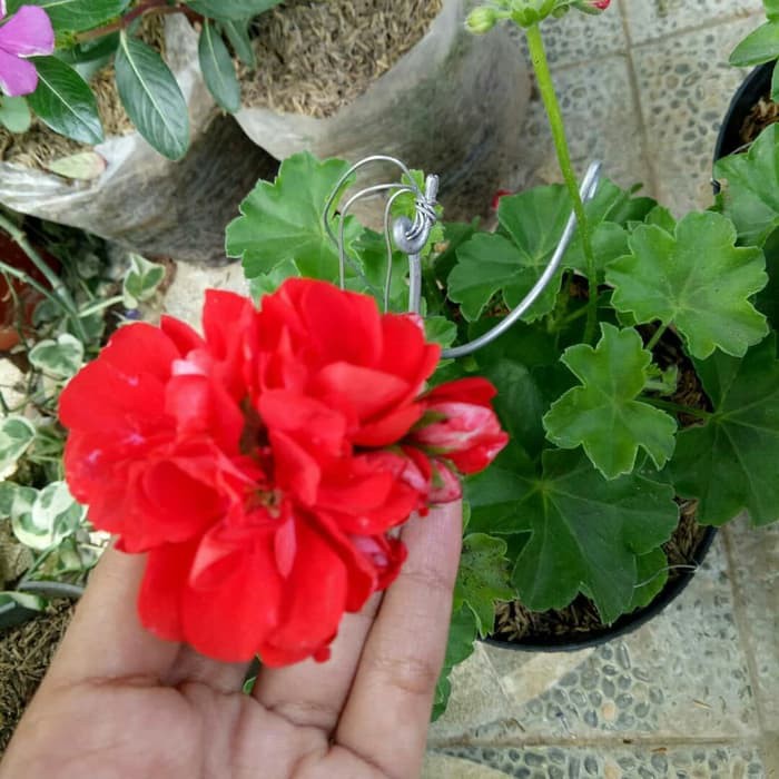 Paket 2 bunga Geranium siap tanam langsung dari petani