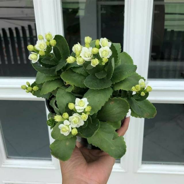 Paket 3 bunga cocor bebek siap tanam langsung dari petani