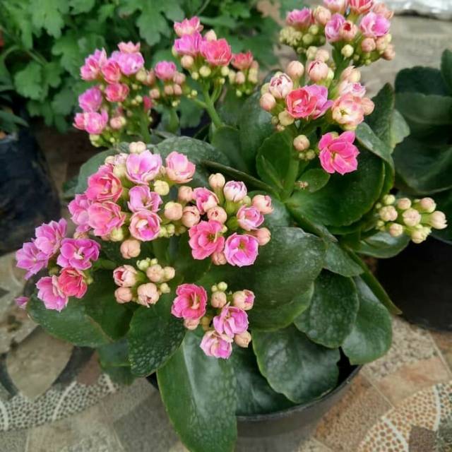 Paket 3 bunga cocor bebek siap tanam langsung dari petani