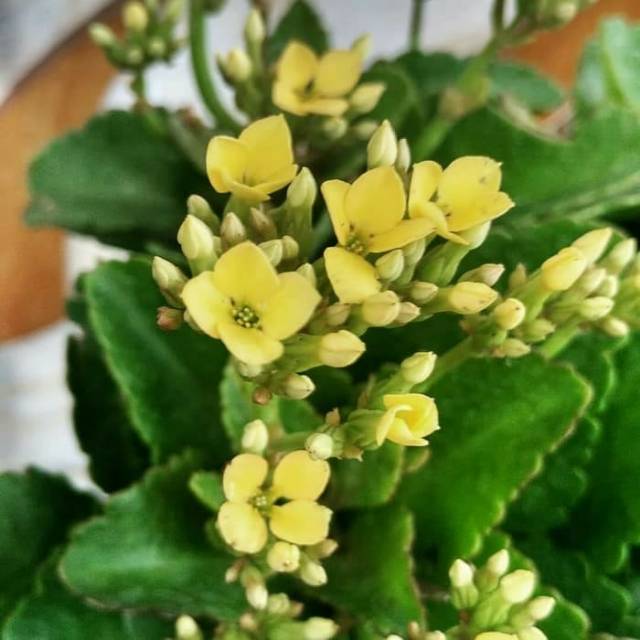 Paket 3 bunga cocor bebek siap tanam langsung dari petani