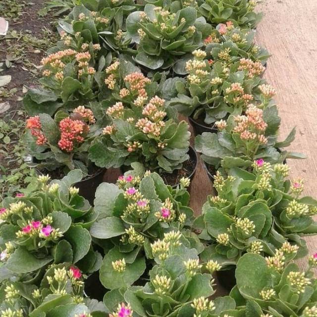 Paket 3 bunga cocor bebek siap tanam langsung dari petani