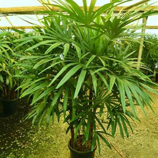 Jual Palem Waregu tinggi 1 meter siap pajang langsung dari petani