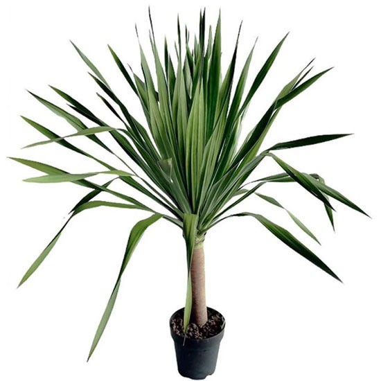 Jual Pandan bali tinggi 1 meter siap pajang langsung dari petani