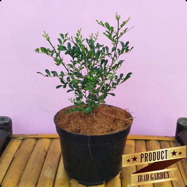 jual tanaman kemuning bunga putih wangi langsung dari petani