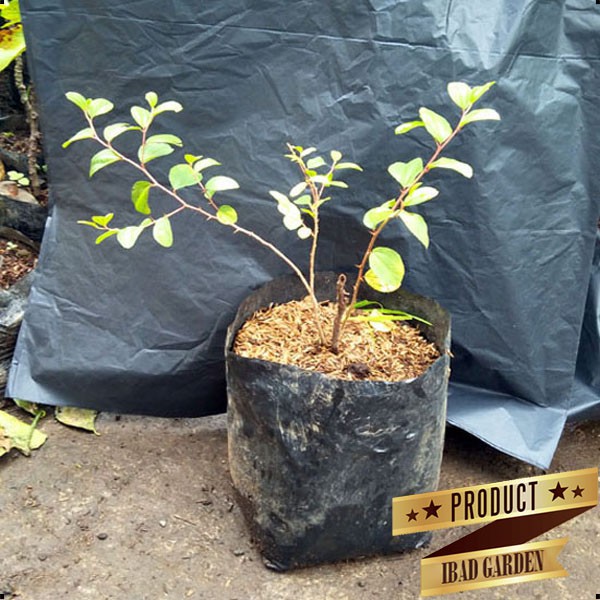 Jual tanaman bidara arab siap tanam langsung dari petani