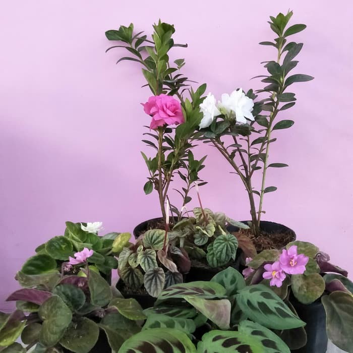 Jual Paket 8 pca tanaman maca bunga hias