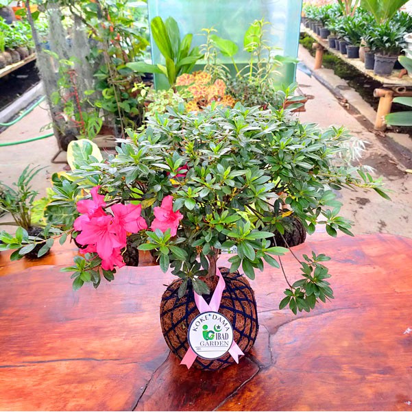Kokedama Azalea bunga merah besar dari desa untuk indonesia
