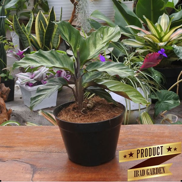 jual Tanaman Maranta api putih langsung dari petani