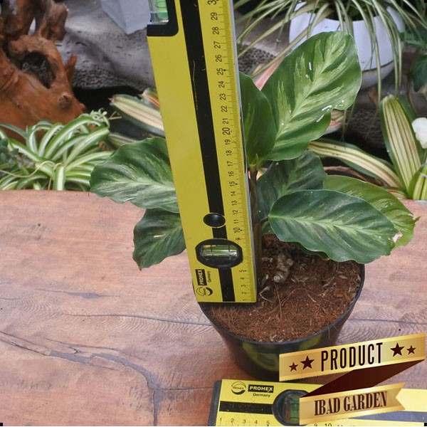 jual Tanaman Maranta api putih langsung dari petani