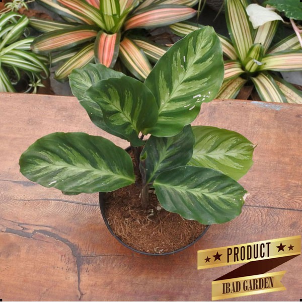 jual Tanaman Maranta api putih langsung dari petani