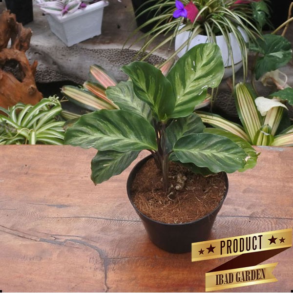 jual Tanaman Maranta api putih langsung dari petani