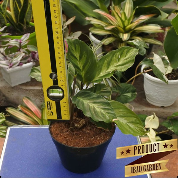 jual Tanaman Maranta api putih langsung dari petani