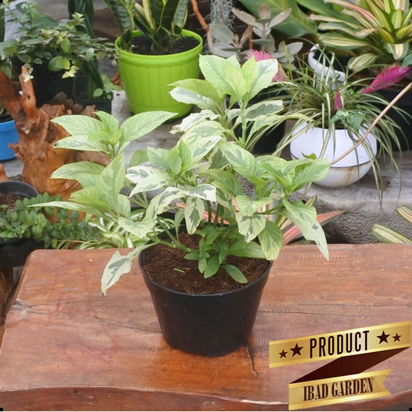 Jual tanaman Ruellia variegata bunga merah langsung dari petani