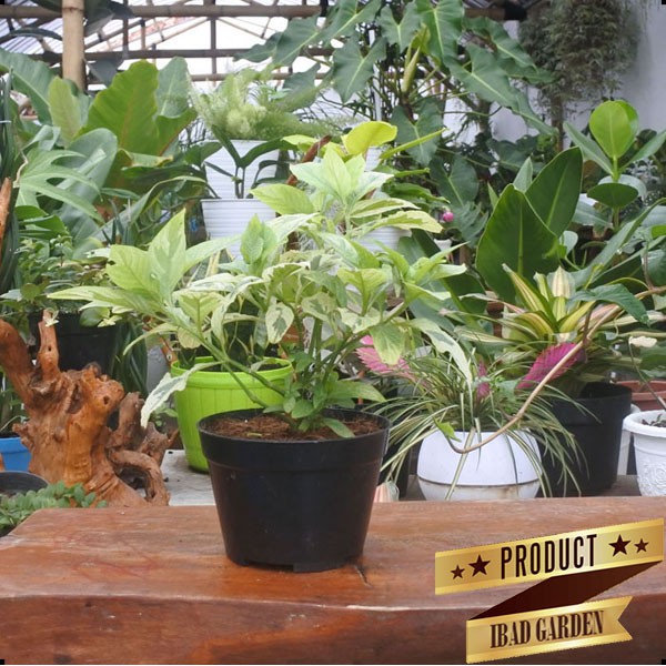 Jual tanaman Ruellia variegata bunga merah langsung dari petani