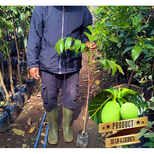 Jual Hias Sukun Tinggi 70 Cm Langsung Dari Petani