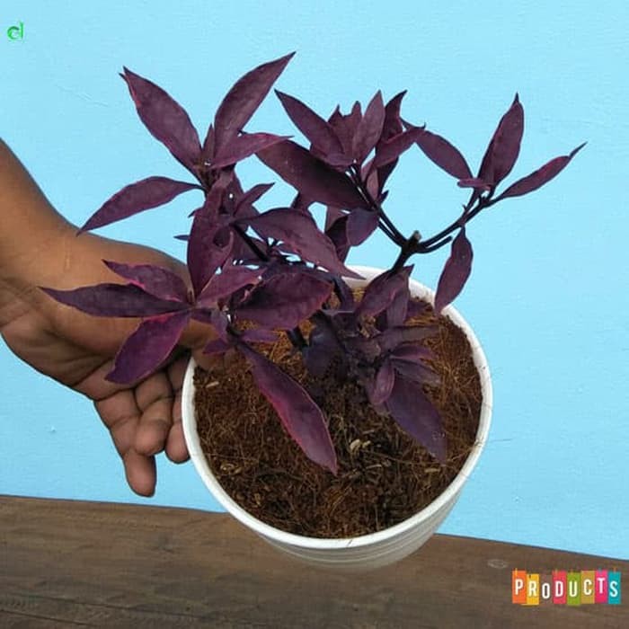 Jual tanaman Kuncir erpah daun merah langsung dari petani