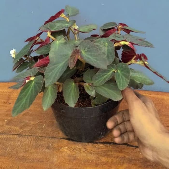 jual bunga begonia putih boliviensis langsung dari petani