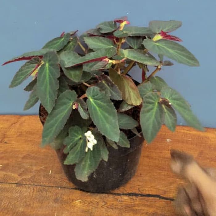 jual bunga begonia putih boliviensis langsung dari petani