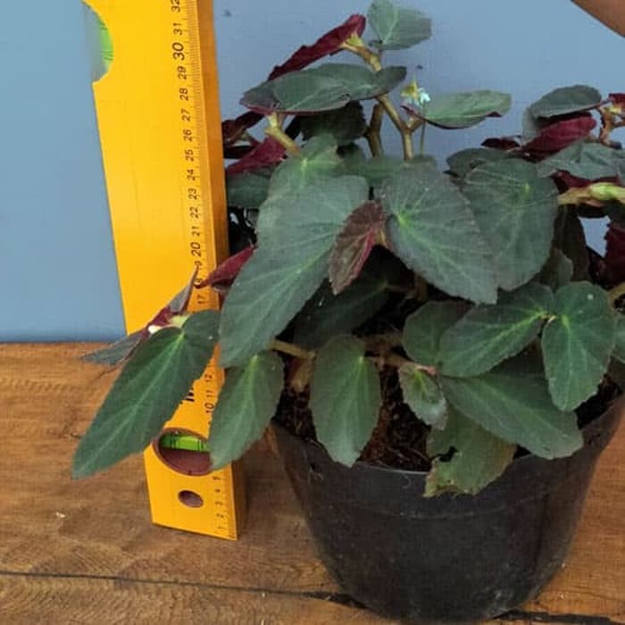 jual bunga begonia putih boliviensis langsung dari petani
