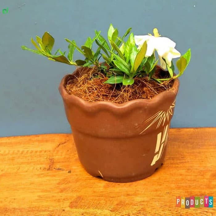 jual Tanaman Melati mini bunga putih wangi langsung dari petani