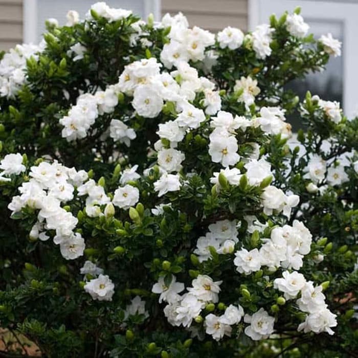 jual Tanaman Melati mini bunga putih wangi langsung dari petani