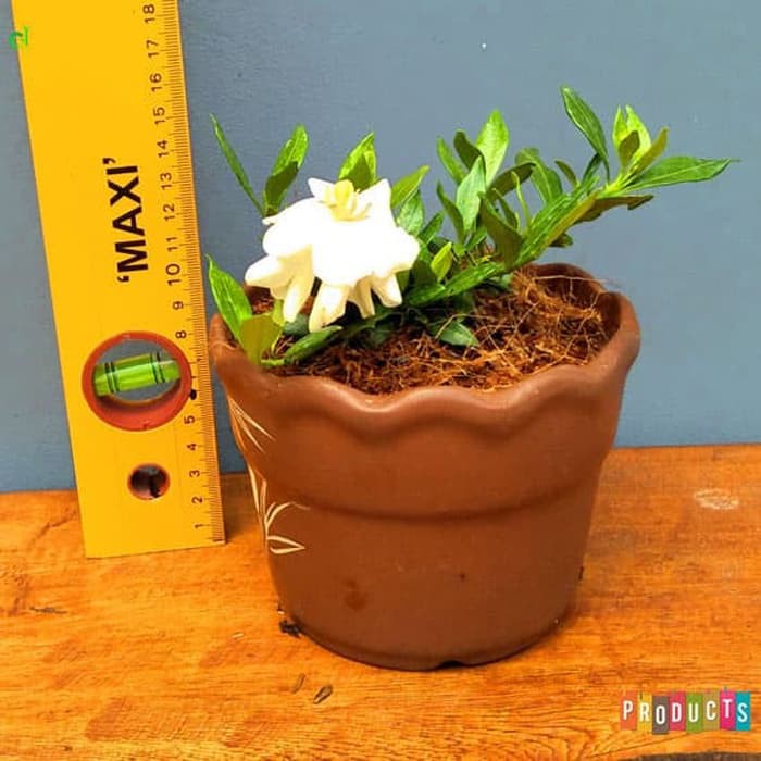 jual Tanaman Melati mini bunga putih wangi langsung dari petani