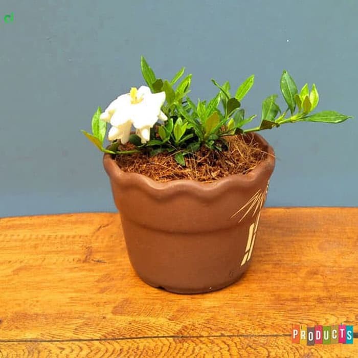 jual Tanaman Melati mini bunga putih wangi langsung dari petani