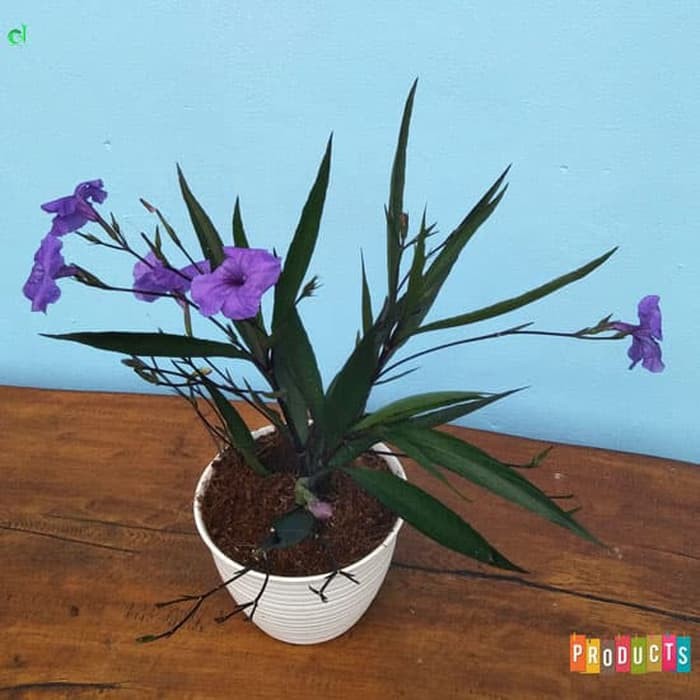 jual Tanaman Ruellia bunga ungu langsung dari petani