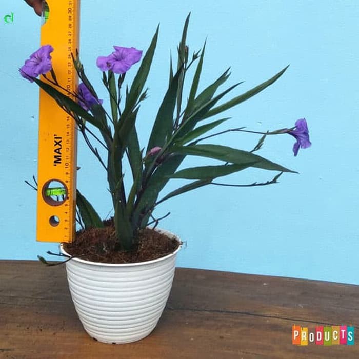 jual Tanaman Ruellia bunga ungu langsung dari petani