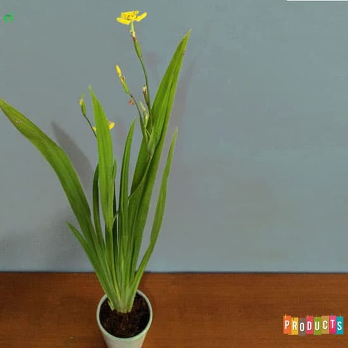 jual bunga airis kuning siap tanam & berbunga langsung dari petani